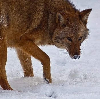 Coywolf | Wiki Reino Animalia | Fandom