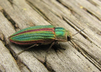 Bupréstido Dorado | Wiki Reino Animalia | Fandom