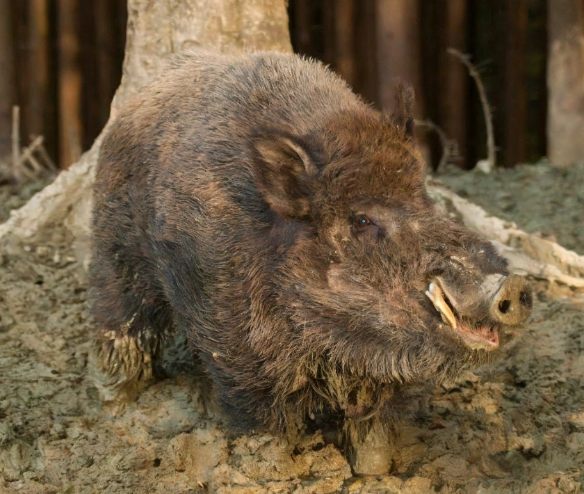 Jabalí Centroeuropeo | Wiki Reino Animalia | Fandom