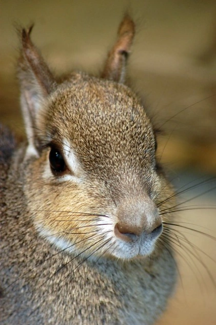 Mara del Chaco | Wiki Reino Animalia | Fandom