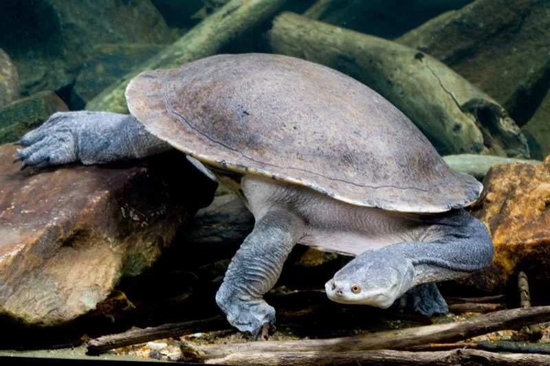 Rana Y Tortuga Combinadas