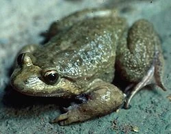 Rana Pintada de Corcega | Wiki Reino Animalia | Fandom