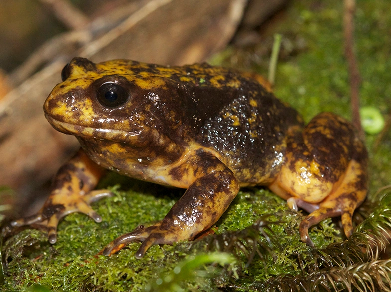 Rana Baw Baw | Wiki Reino Animalia | Fandom