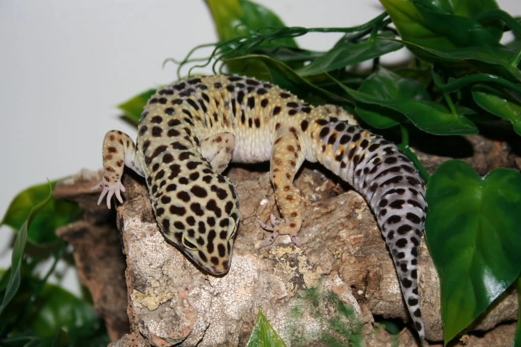 Anatomía Del Gecko Leopardo Geco Leopardo Mudando La Piel...
