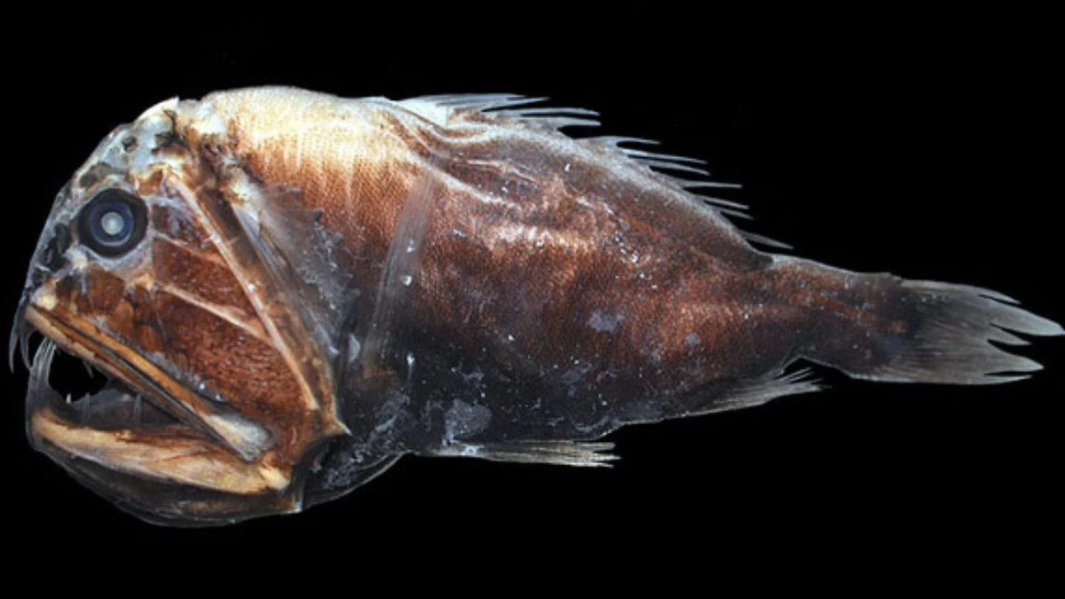 Pez con colmillos largos | Wiki Reino Animalia | Fandom