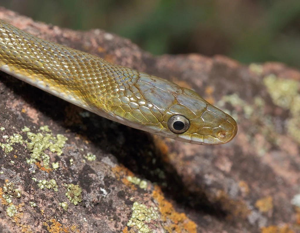 Culebra Oliva | Wiki Reino Animalia | Fandom