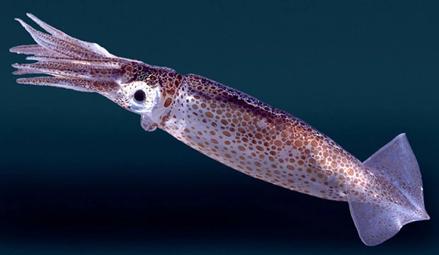 Calamar Común | Wiki Reino Animalia | Fandom