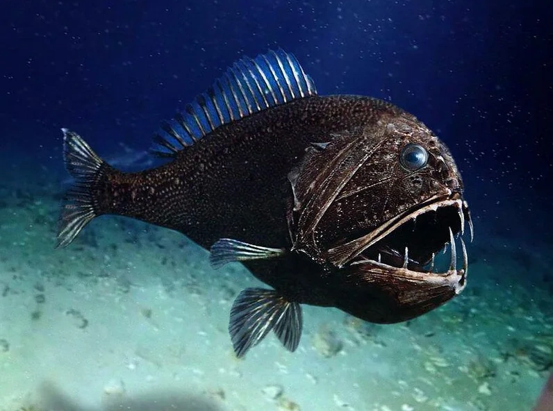 Pez con Colmillos Largos | Wiki Reino Animalia | Fandom