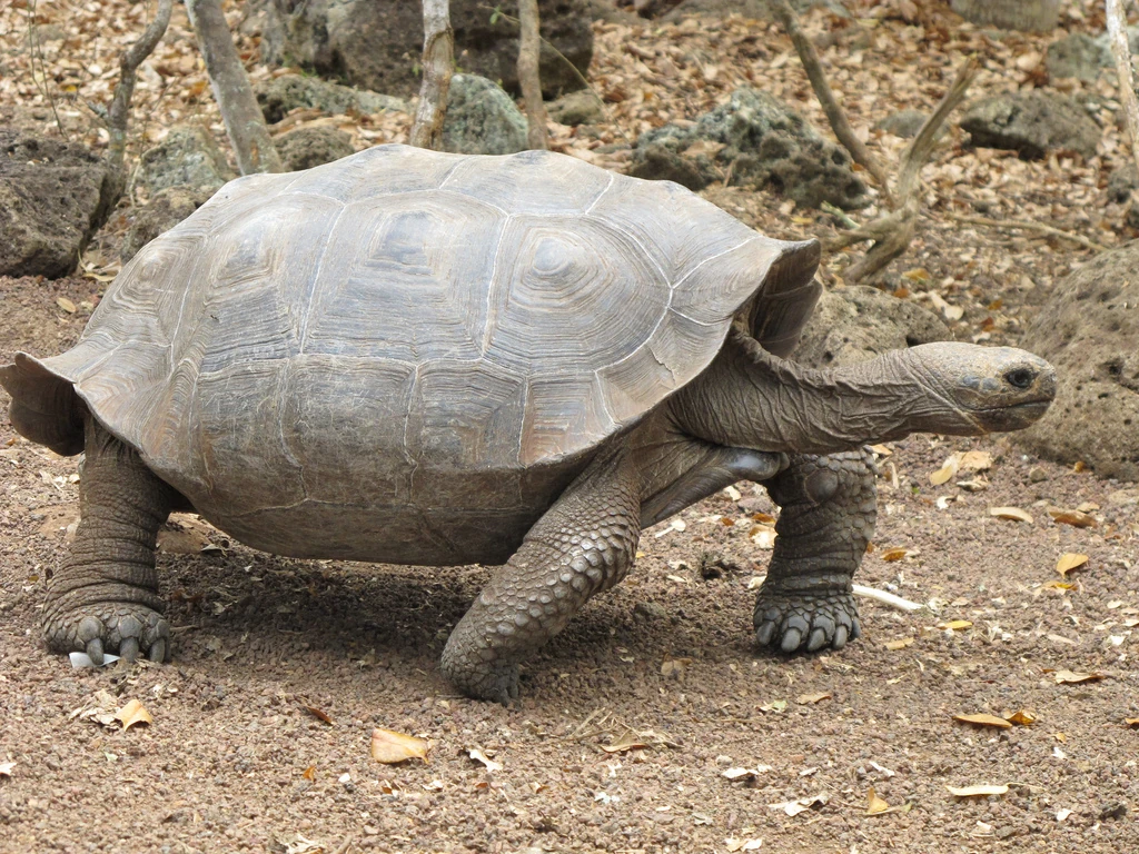 Tortuga gigante de San Cristóbal | Wiki Reino Animalia | Fandom