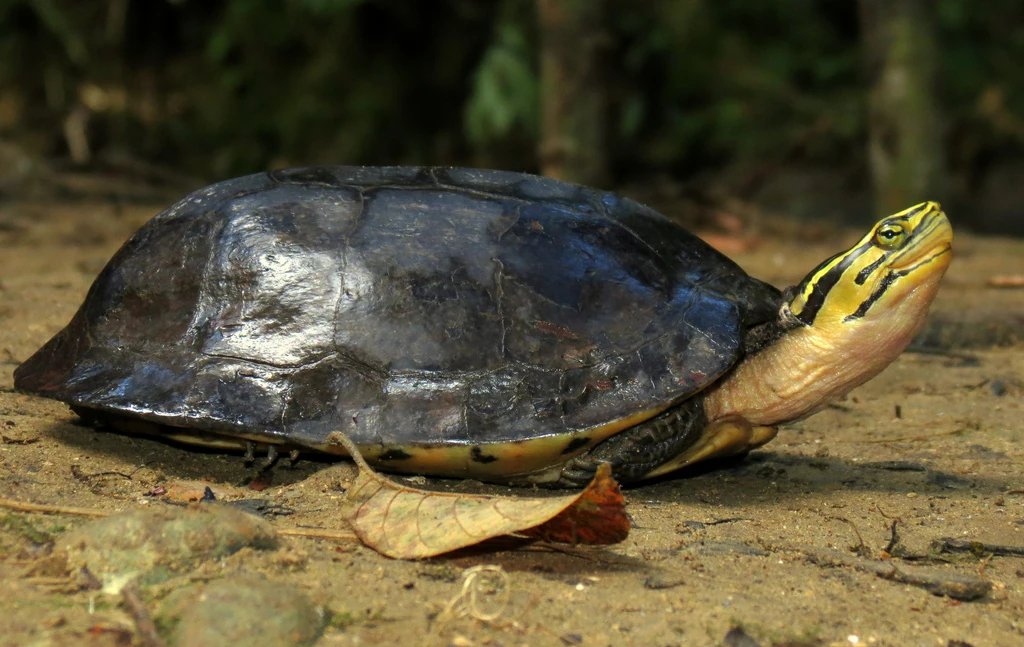 Tortuga Caja de Malasia | Wiki Reino Animalia | Fandom
