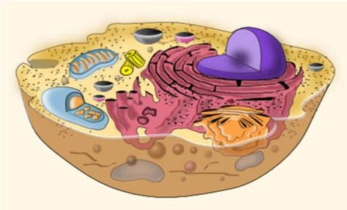 Eukaryota | Wiki Reino Animalia | Fandom