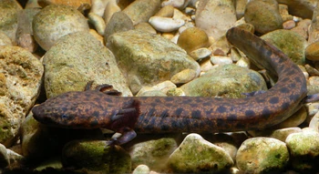 Perro de Agua de la costa del Golfo | Wiki Reino Animalia | Fandom