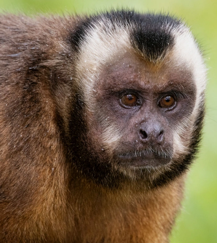 Mono Maicero | Wiki Reino Animalia | Fandom