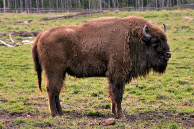 Bisonte Europeo | Wiki Reino Animalia | Fandom
