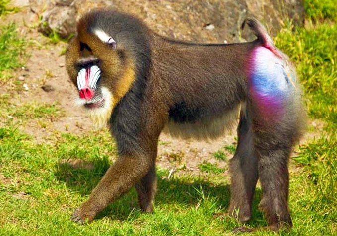 Mandril | Wiki Reino Animalia | Fandom