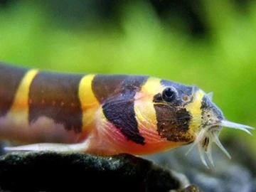 Locha Kuhli | Wiki Reino Animalia | Fandom