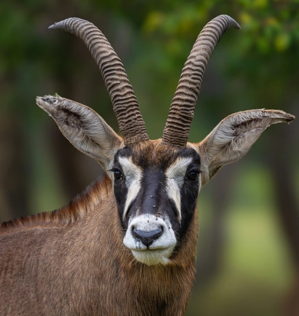 Antílope Ruano | Wiki Reino Animalia | Fandom