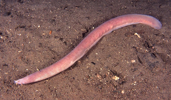 Mixino | Wiki Reino Animalia | Fandom