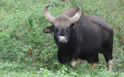 Comparación Del Tamaño De Gaur