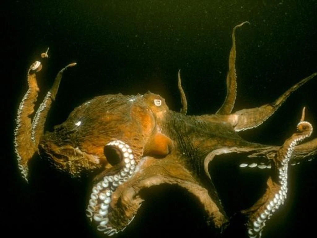 Pulpo Gigante del Pacífico | Wiki Reino Animalia | Fandom