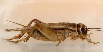 Grillo Doméstico | Wiki Reino Animalia | Fandom