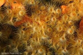 Equinodermos | Wiki Reino Animalia | Fandom