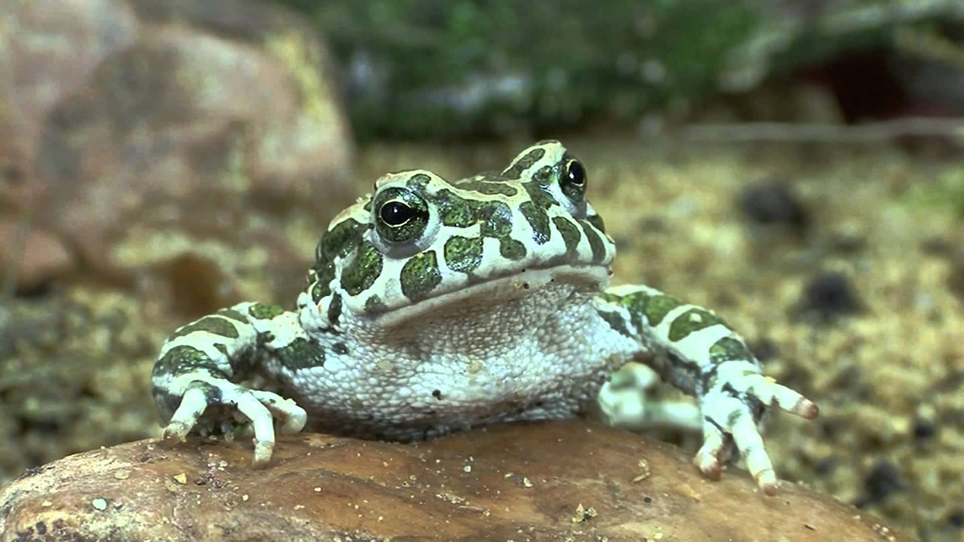 Sapos Venenosos Verdes
