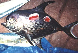 Tollo Cigarro | Wiki Reino Animalia | Fandom