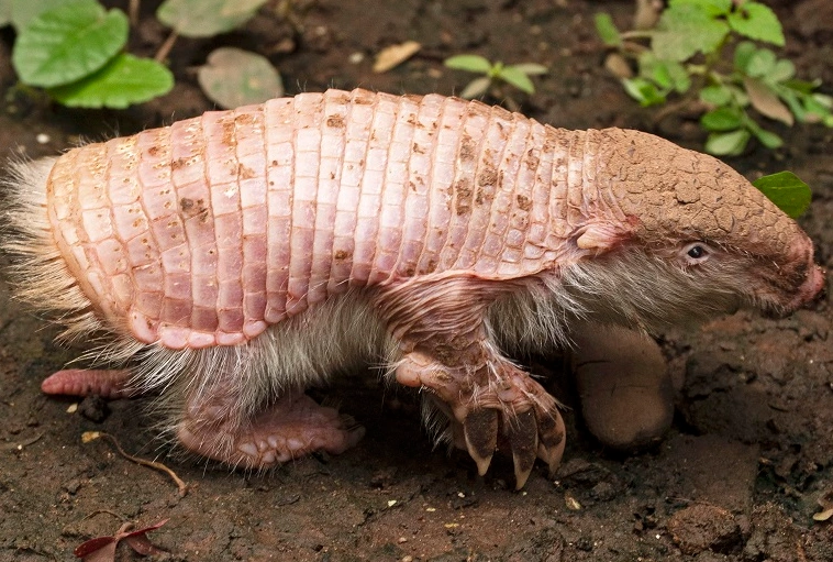 Pichiciego Grande | Wiki Reino Animalia | Fandom