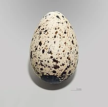 Alca Común | Wiki Reino Animalia | Fandom