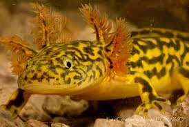 Ajolote Rosado | Wiki Reino Animalia | Fandom