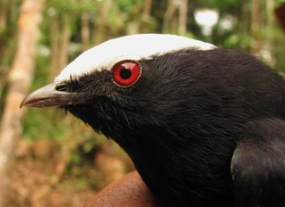 Saltarín Coroniblanco | Wiki Reino Animalia | Fandom