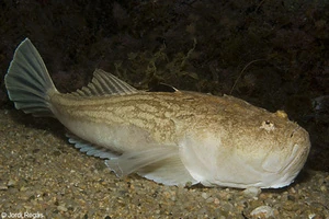 Pez Rata | Wiki Reino Animalia | Fandom