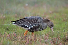 Ánsar Careto | Wiki Reino Animalia | Fandom