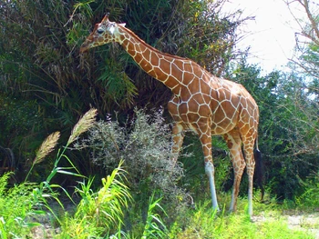 Jirafa | Wiki Reino Animalia | Fandom