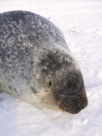 Foca Anillada | Wiki Reino Animalia | Fandom