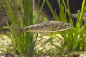 Pardilla | Wiki Reino Animalia | Fandom