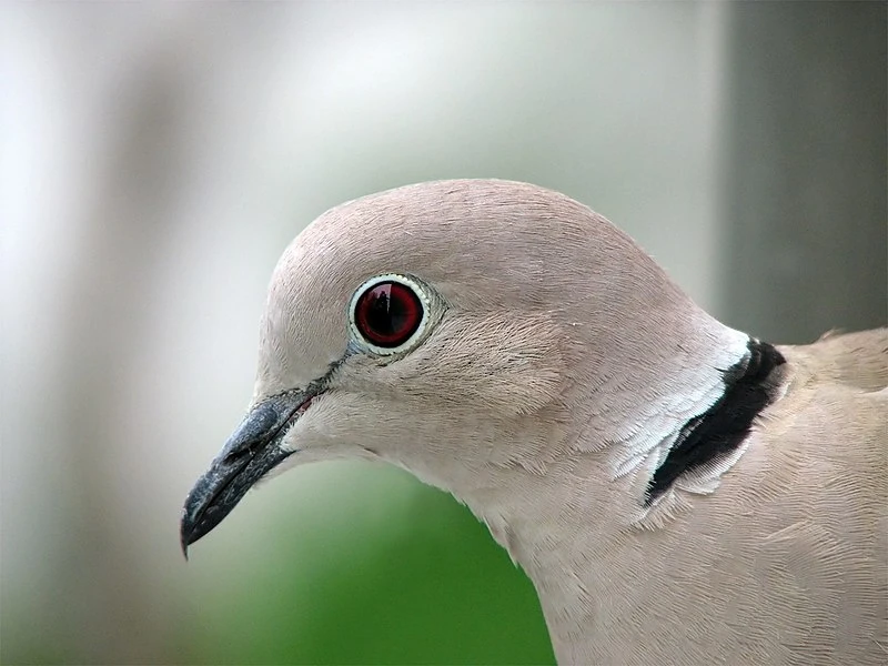 Tórtola Turca | Wiki Reino Animalia | Fandom