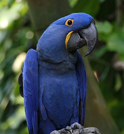 Guacamayo Azul | Wiki Reino Animalia | Fandom