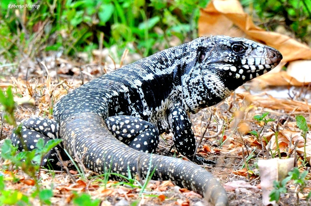 Tejú Blanquinegro | Wiki Reino Animalia | Fandom