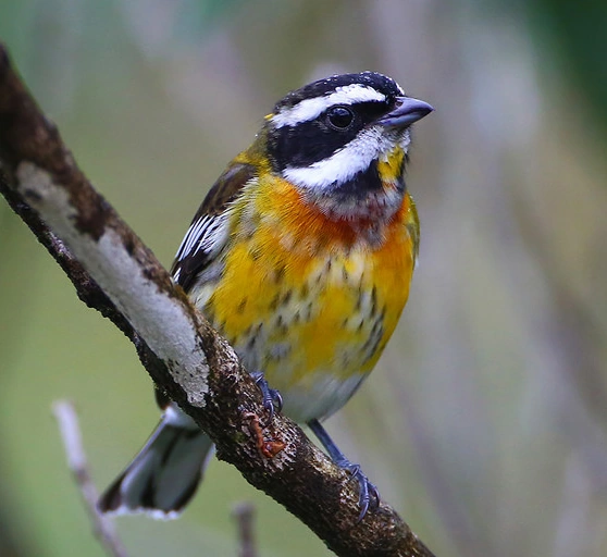 Cigüa Amarilla | Wiki Reino Animalia | Fandom