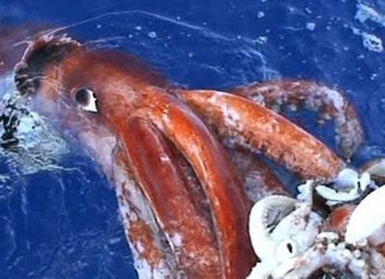 Calamar Colosal | Wiki Reino Animalia | Fandom