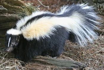 Mofeta Rayada | Wiki Reino Animalia | Fandom