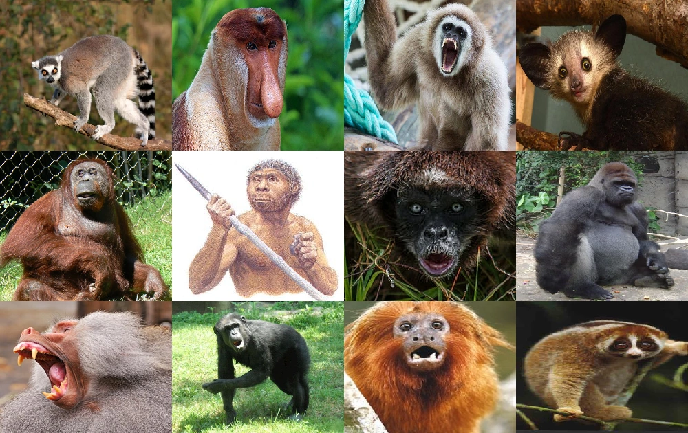 Primates | Wiki Reino Animalia | Fandom