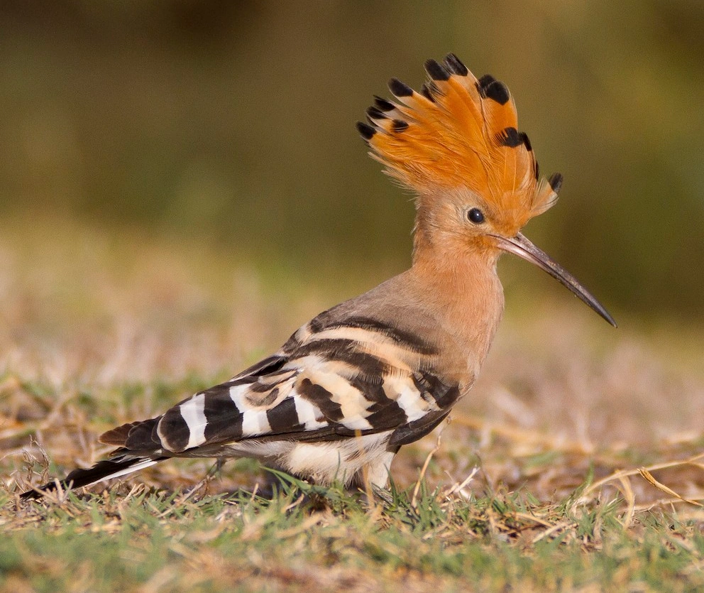 Abubilla | Wiki Reino Animalia | Fandom