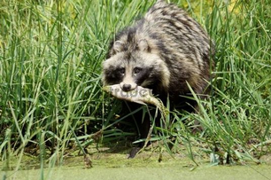 Tanuki | Wiki Reino Animalia | Fandom