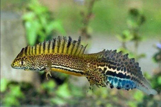 Tritón de Bandas Meridional | Wiki Reino Animalia | Fandom