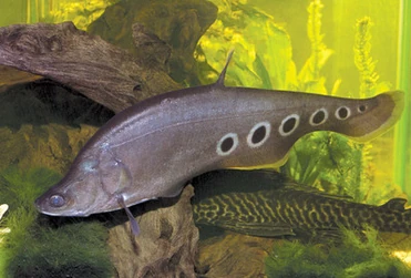 Pez Cuchillo payaso | Wiki Reino Animalia | Fandom