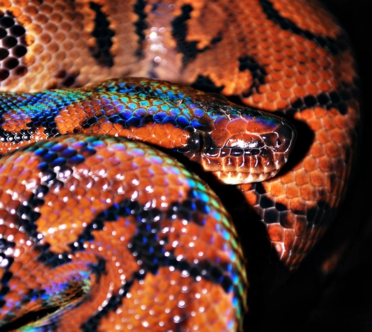 Categoría:Epicrates | Wiki Reino Animalia | Fandom