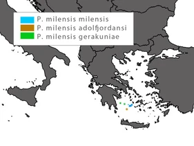 Lagartija de Milos | Wiki Reino Animalia | Fandom